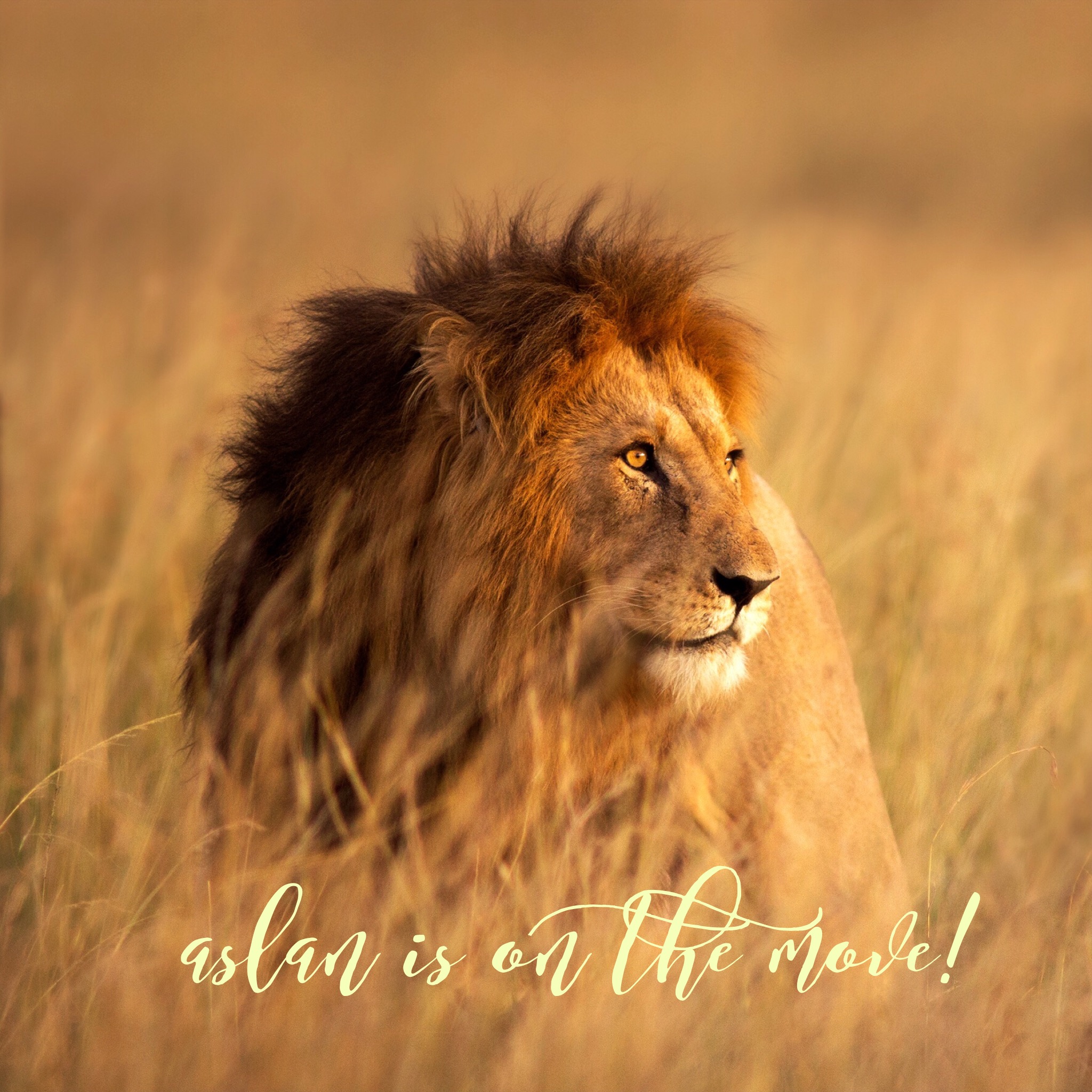 Aslan Is on The Move | A New Lens