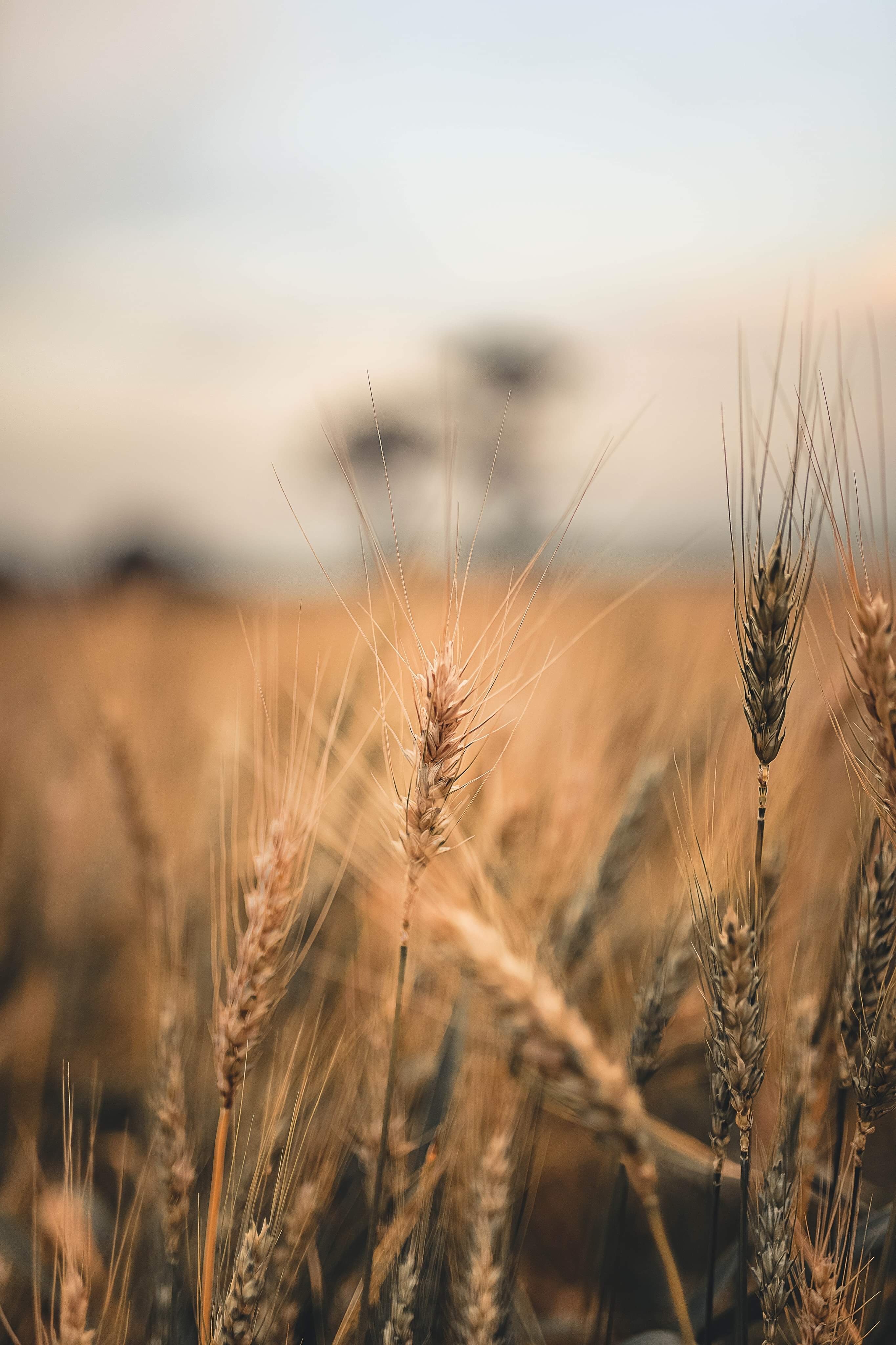 close-up-of-a-wheat-plant-in-a-cropland-2800553 | A New Lens